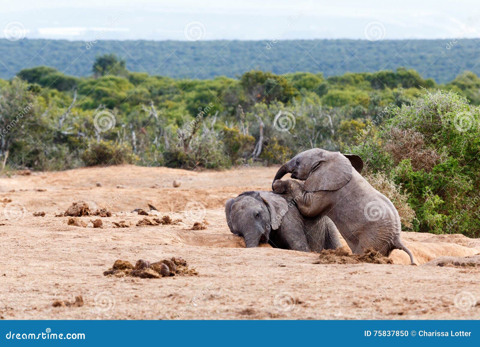 Playing Dead -African Bush Elephant Stock Photo - Image of national ...