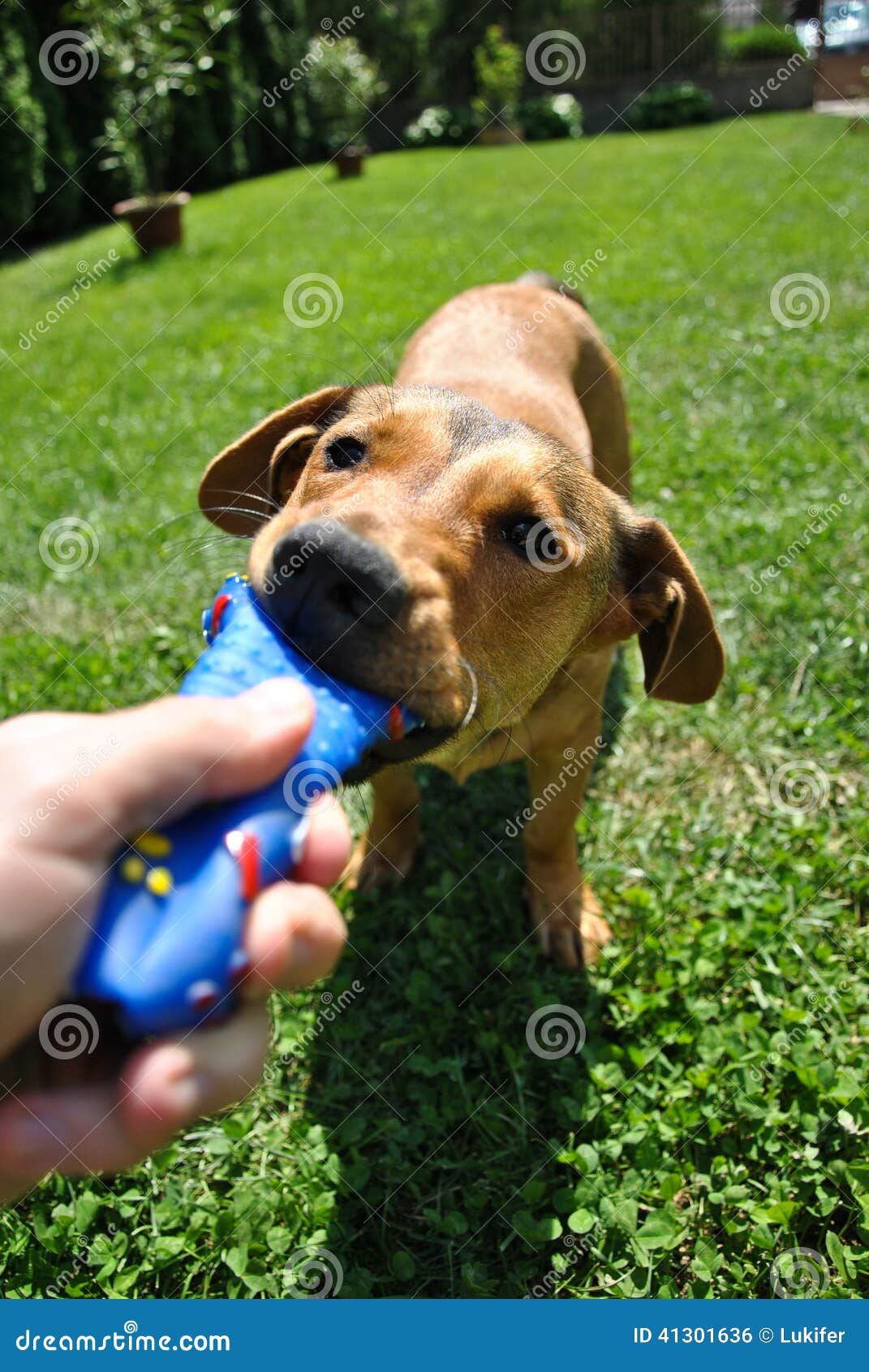 Dogs Playing With People