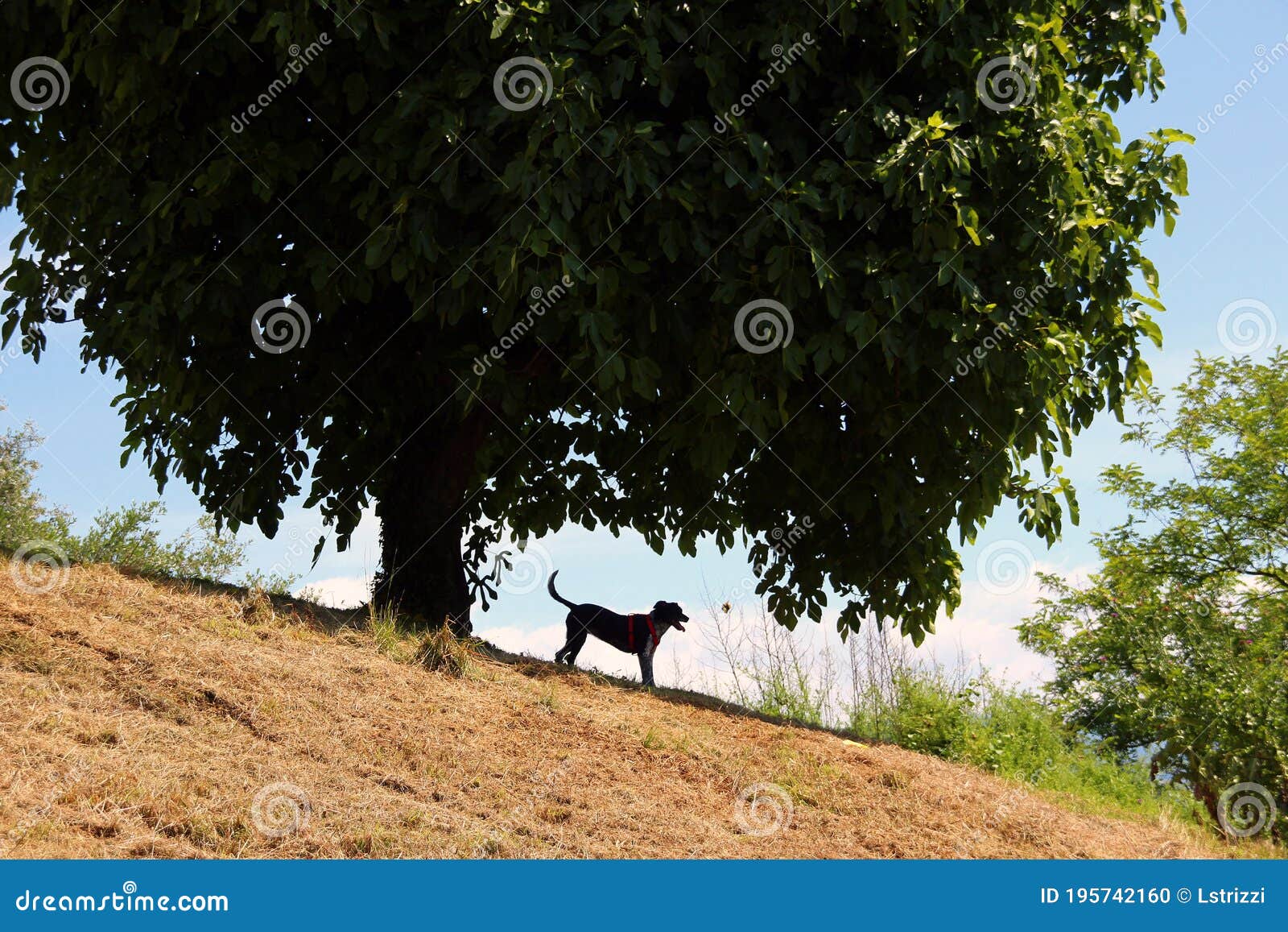 Playing Dog Under the Tree`s Shadow Stock Photo - Image of nature ...