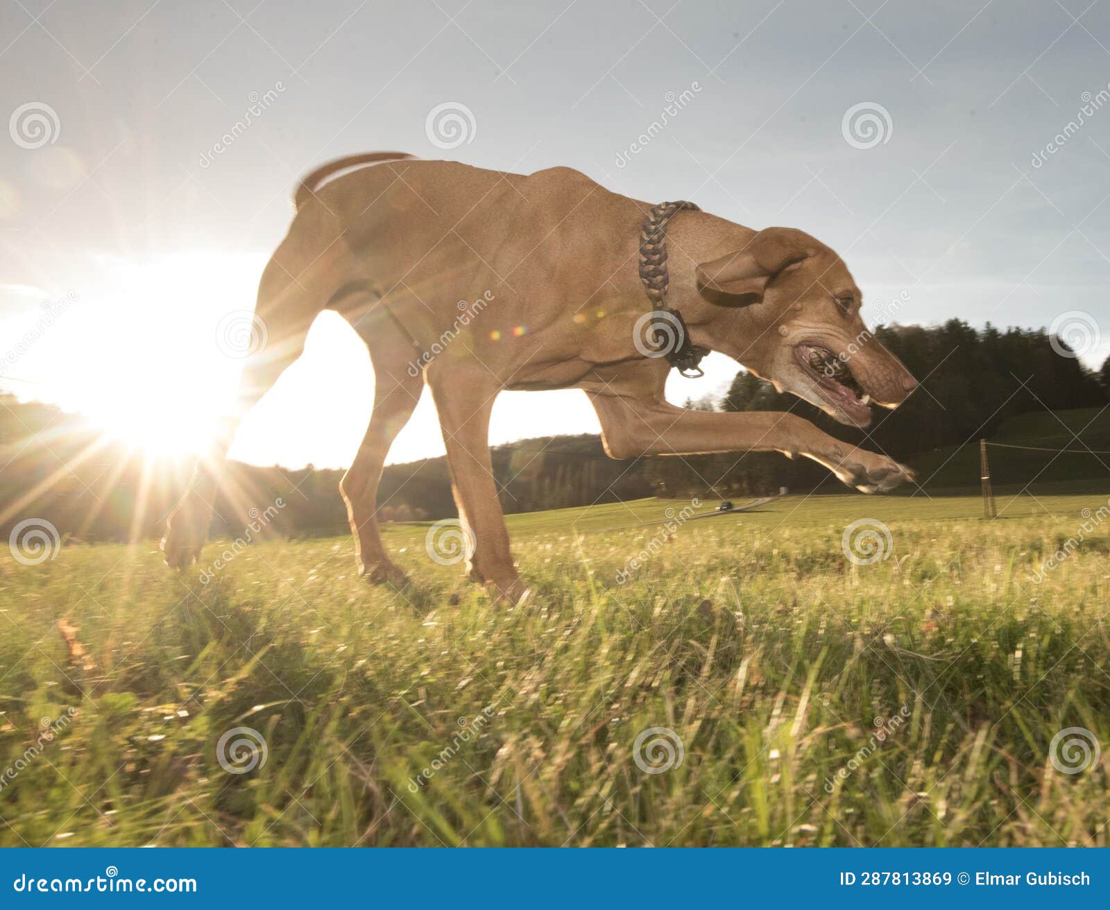 Playing dogs feeling free stock image. Image of animals - 287813869