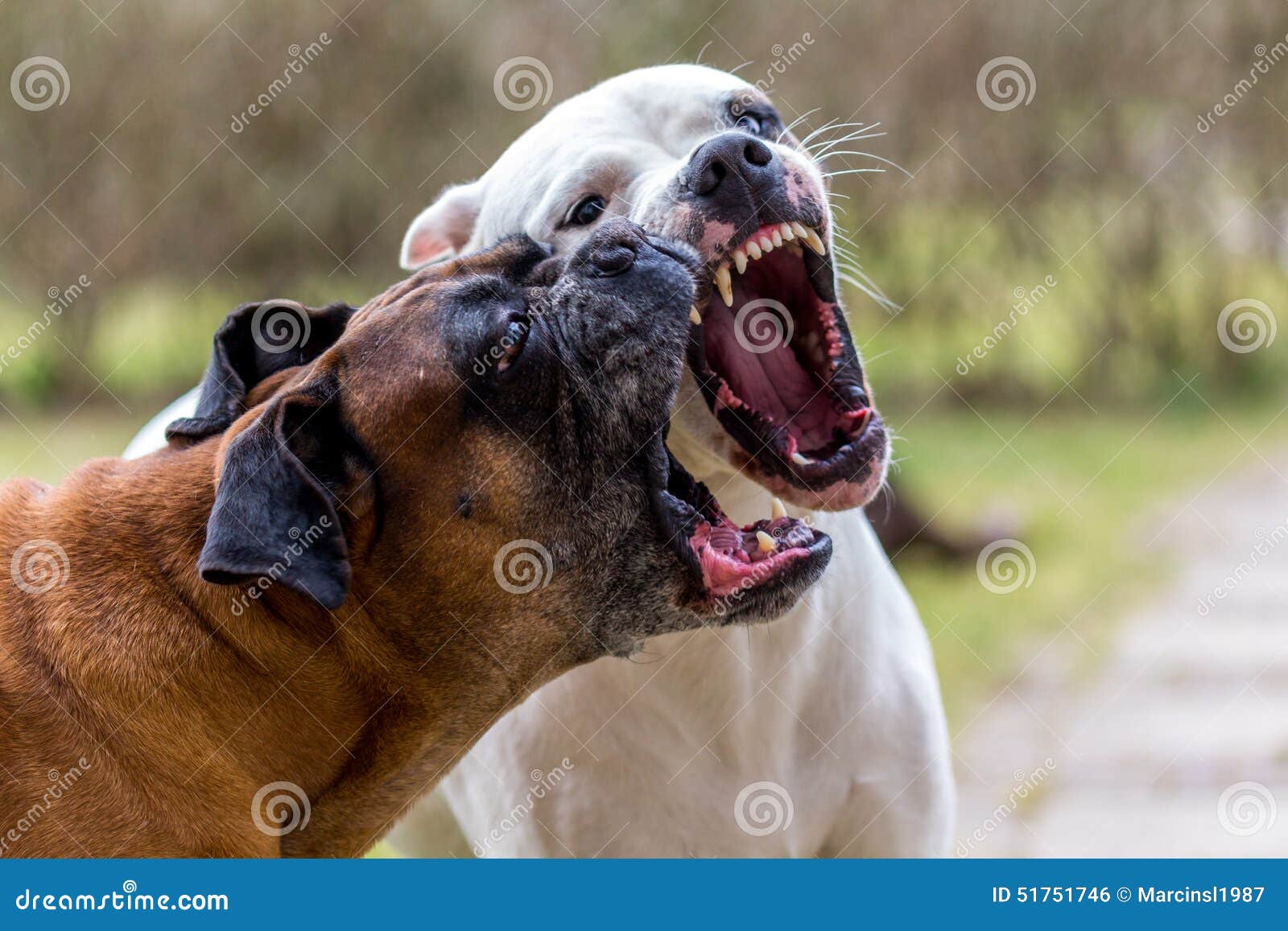 Playing dogs stock photo. Image of play, nature, aggression - 51751746