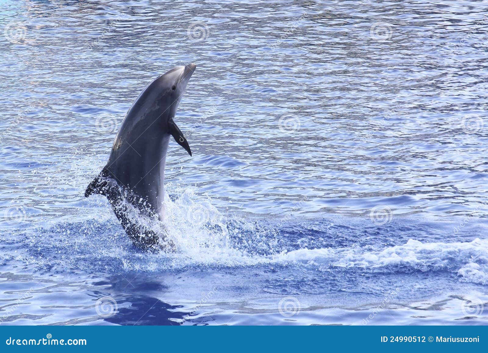 Playing dolphin stock photo. Image of spectacle, dolphin - 24990512