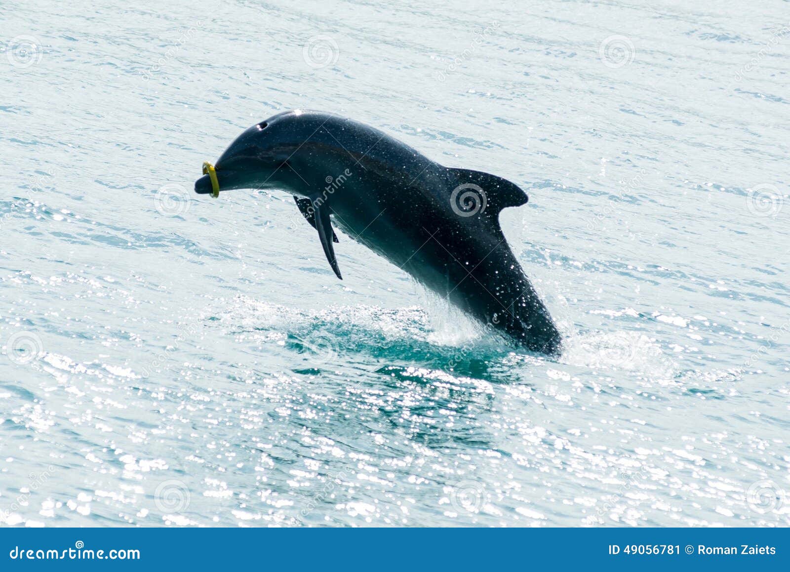 Playing dolphin. stock image. Image of spray, view, jumping - 49056781