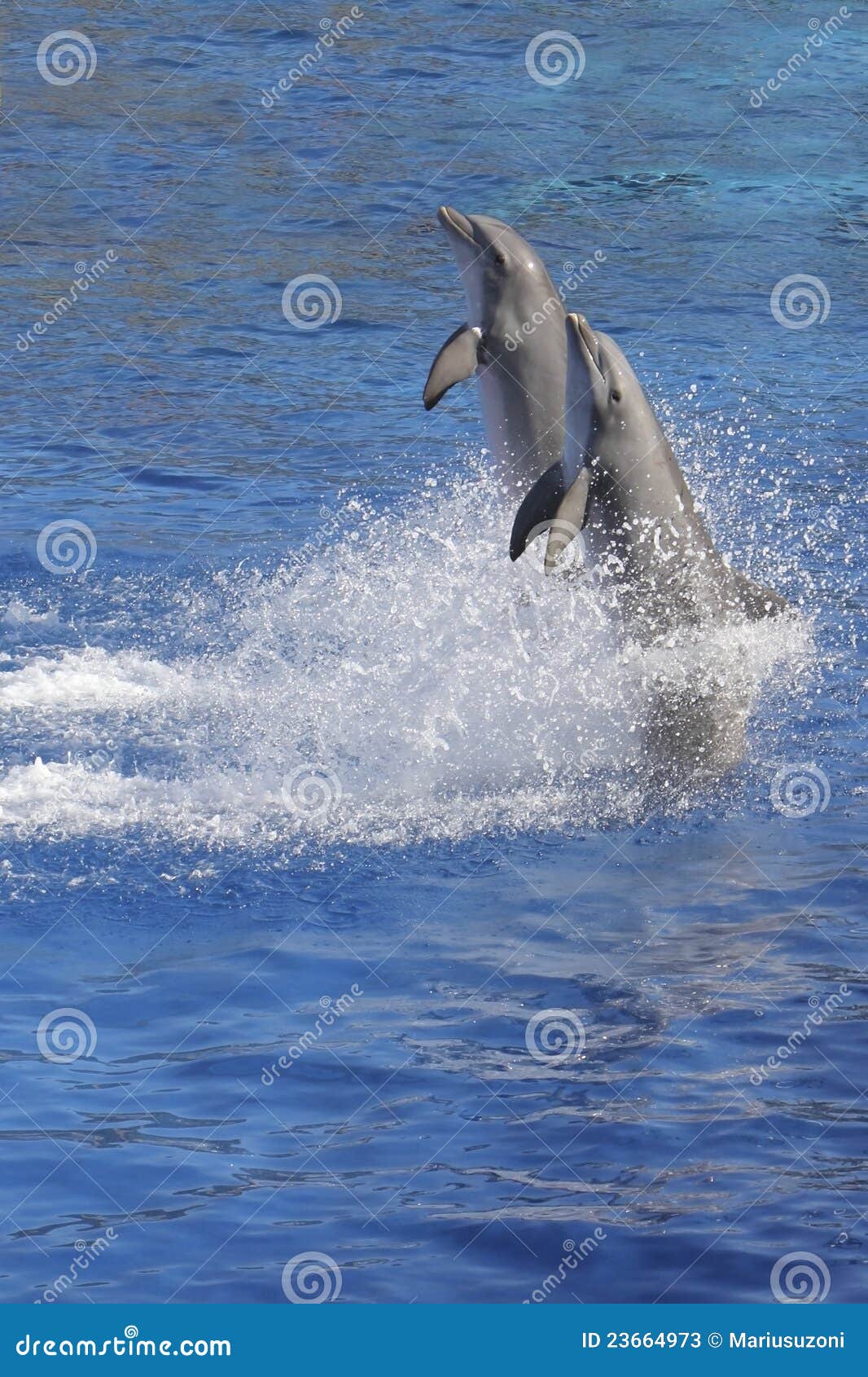 Playing dolphins stock image. Image of nature, aquatic - 23664973