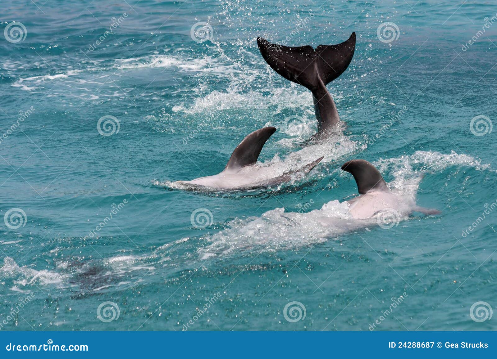 Playing dolphins stock image. Image of wildlife, aquatic - 24288687