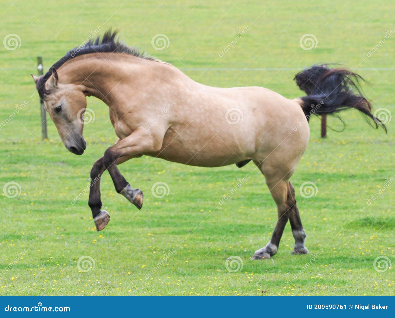 Playing Dun Horse stock image. Image of grass, meadow - 209590761