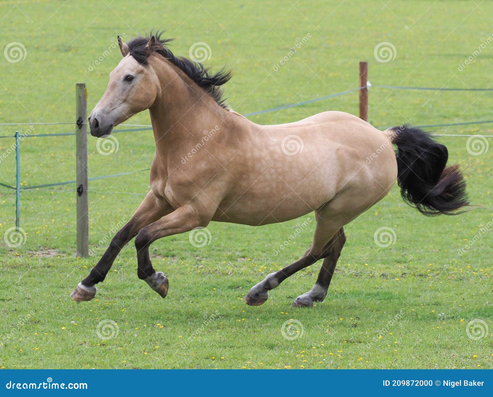 Playing Dun Horse stock photo. Image of trot, mammal - 209872000