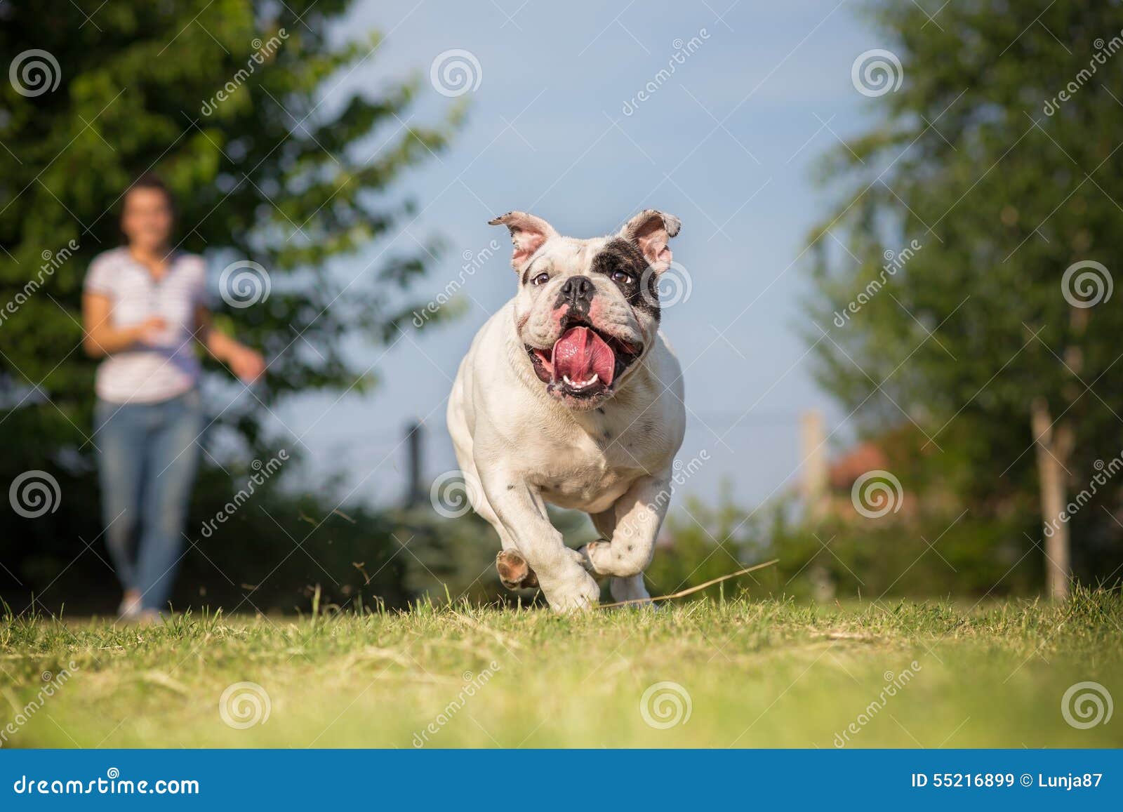 Playing with English Bulldog Stock Image - Image of looking, animal ...
