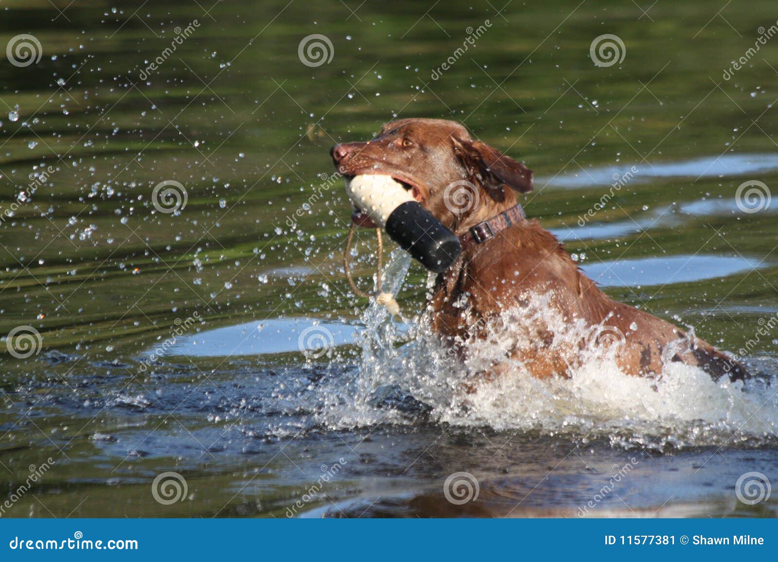 Playing fetch stock image. Image of shotgun, chocolate - 11577381