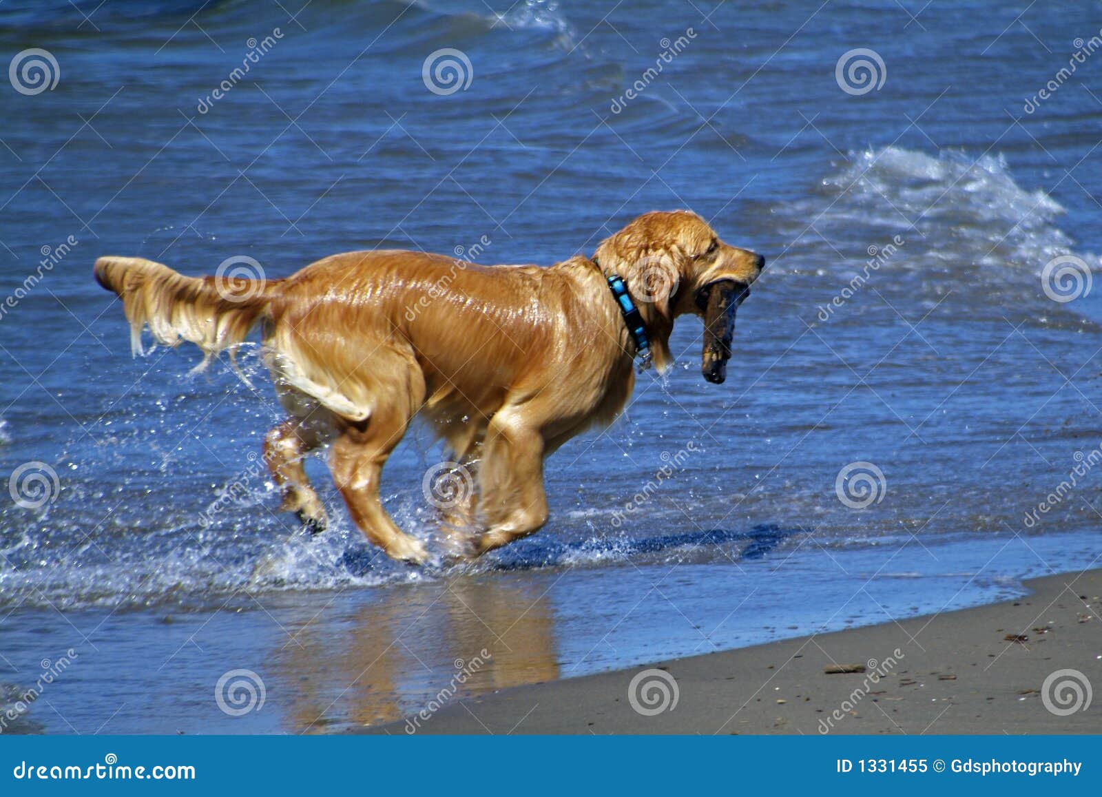 Playing Fetch stock image. Image of running, sand, companion - 1331455