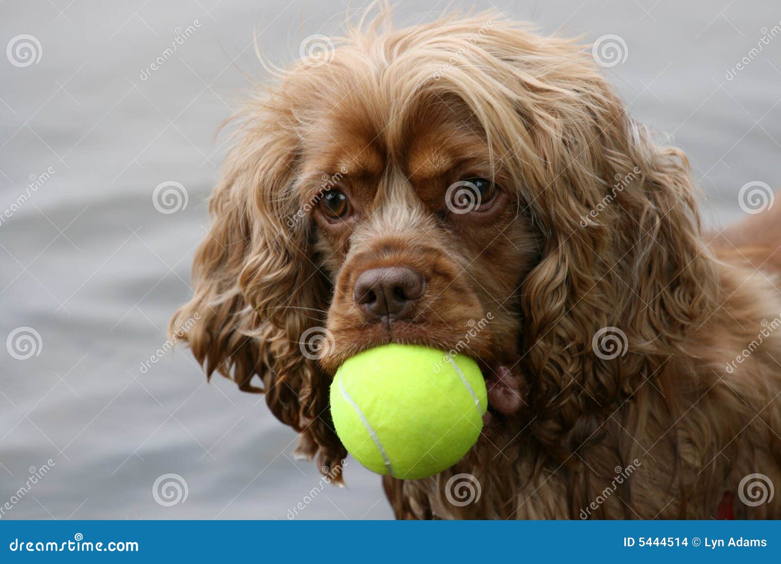 Playing fetch stock photo. Image of domestic, holding - 5444514