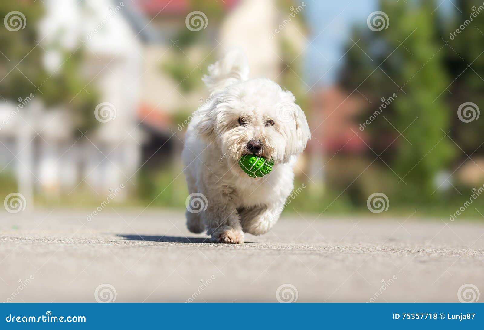 Playing Fetch with Cute Dog Stock Photo - Image of rubber, running ...
