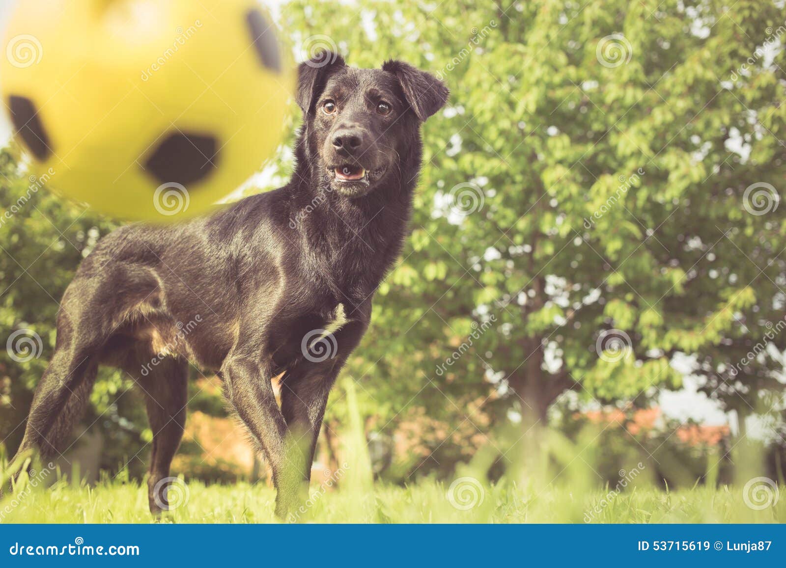 Playing fetch stock image. Image of canine, meadow, adoption - 53715619