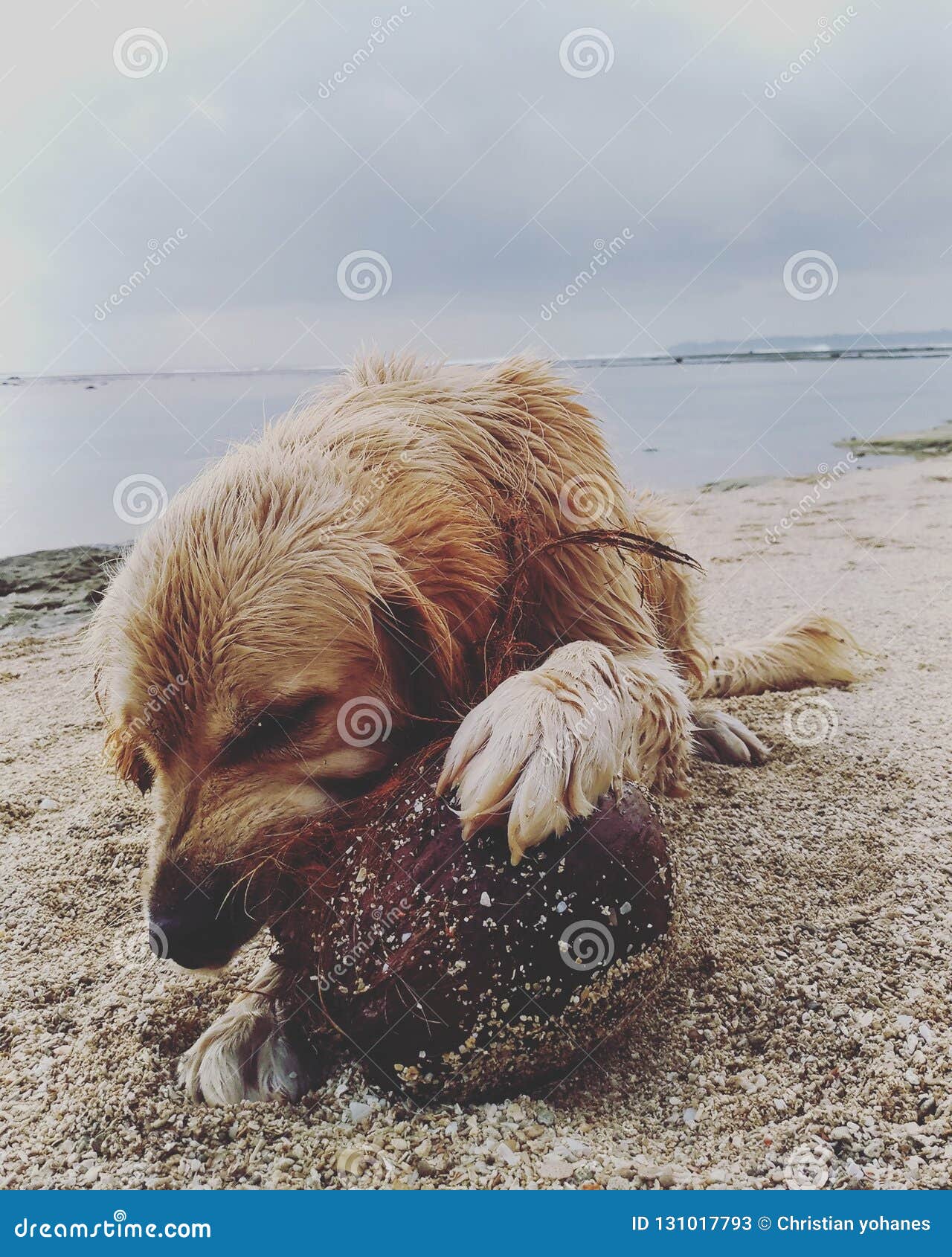 Fun dog stock image. Image of playing, biting, beach - 131017793