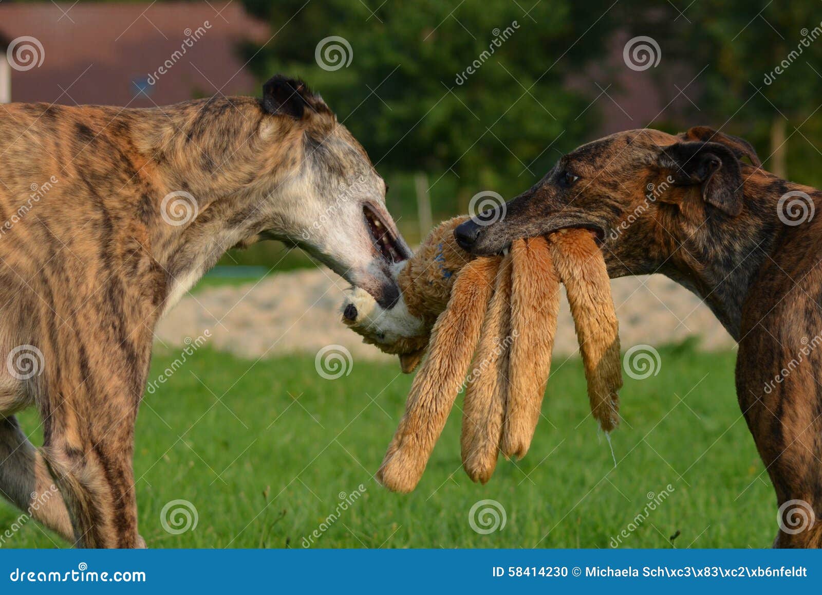 Playing Galgos stock photo. Image of galgos, gamble, plush - 58414230