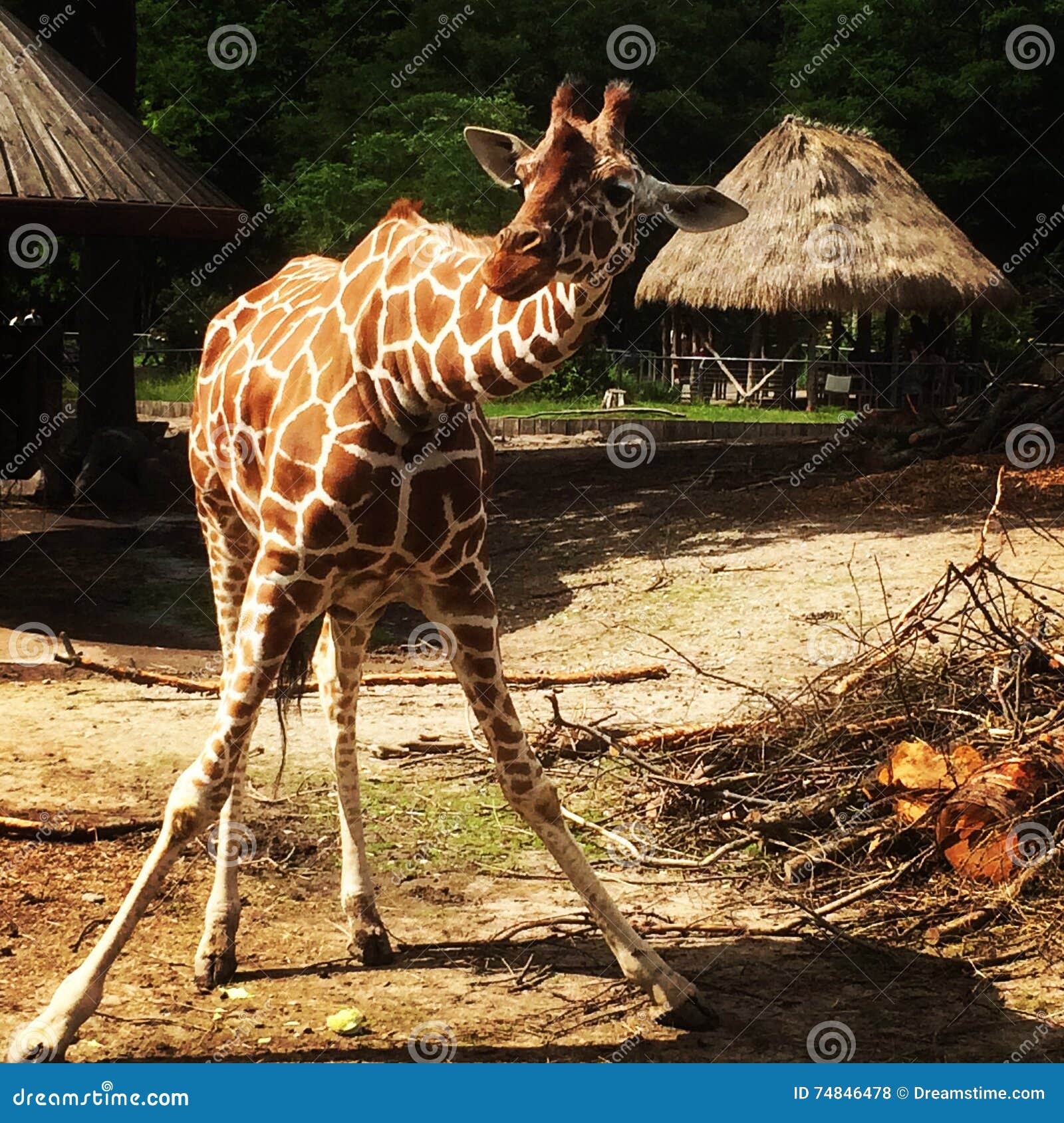 Playing giraf stock photo. Image of copenhagen, playing - 74846478