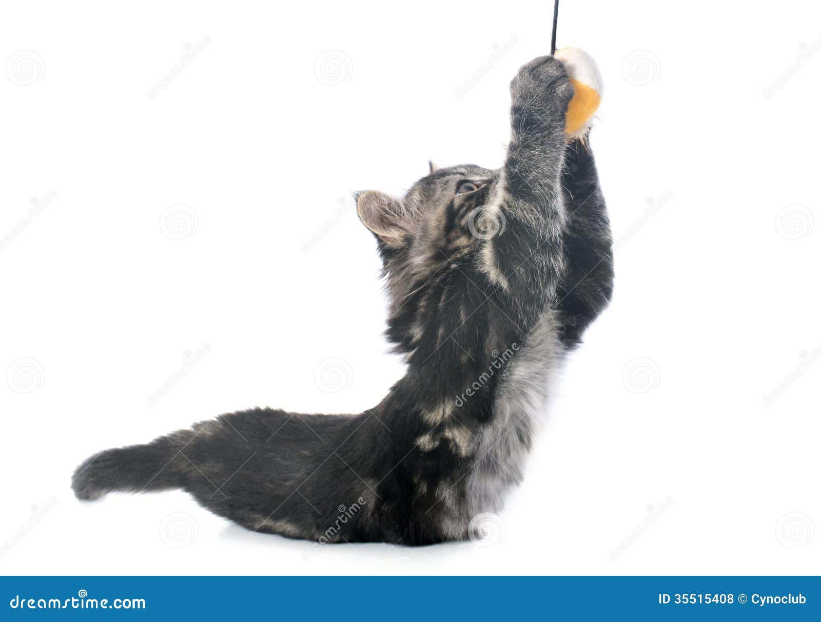 Playing gray kitten stock photo. Image of feline, alertness - 35515408