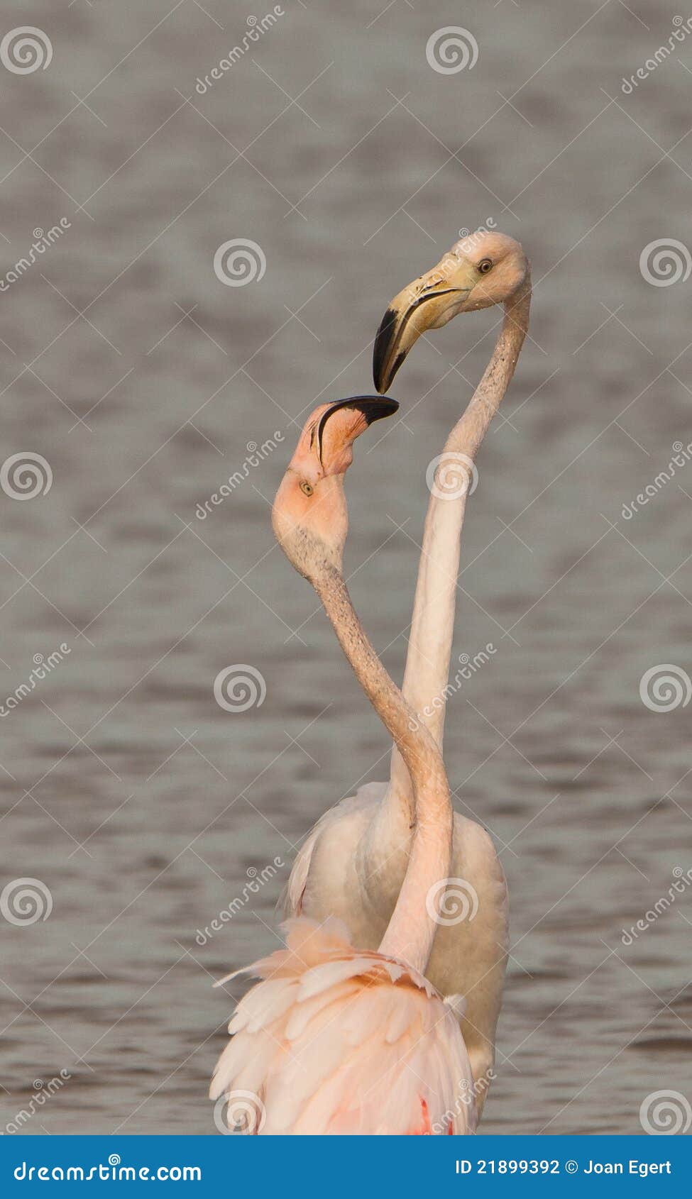 Playing Greater Flamingos stock photo. Image of birds - 21899392
