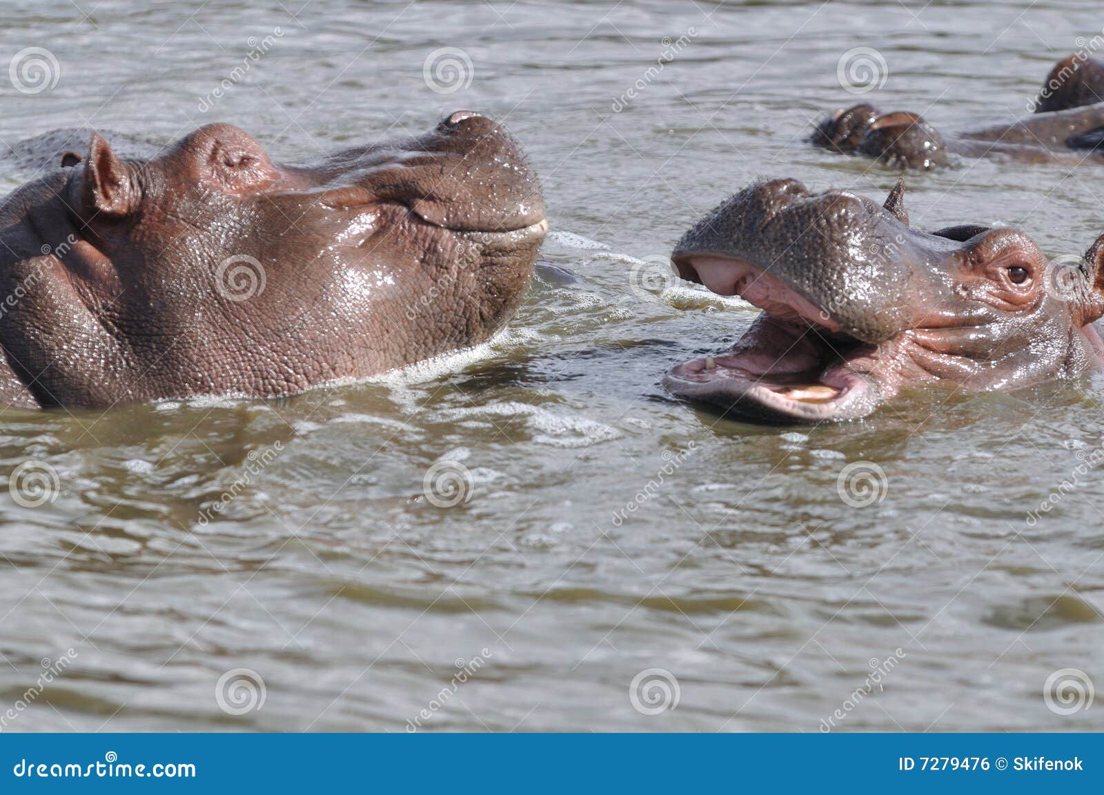 Playing hippopotams stock photo. Image of animal, hippo - 7279476
