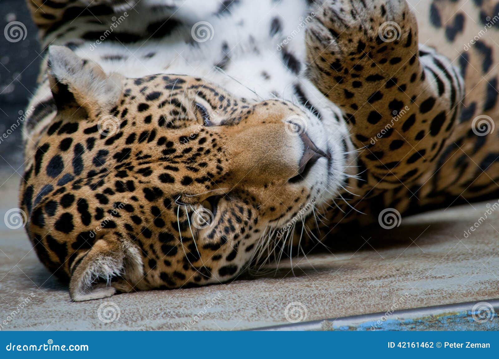 Playing jaguar stock photo. Image of nature, wildlife - 42161462