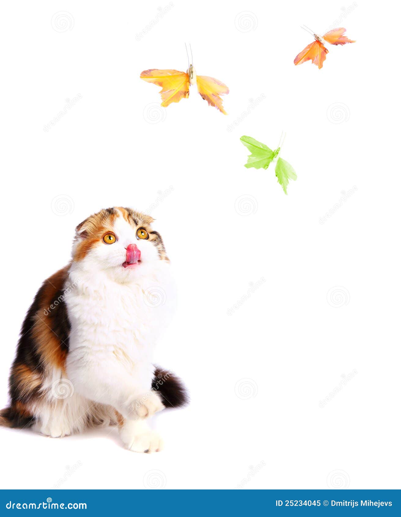Young Cat Catching Butterfly Royalty-Free Stock Image | CartoonDealer ...