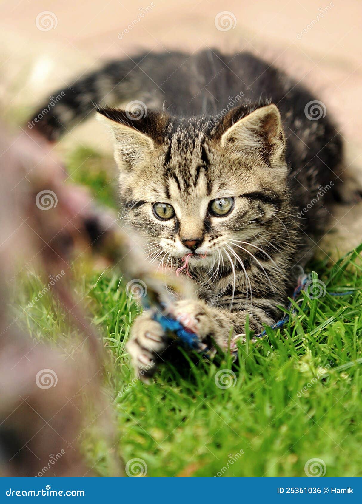 Playing kitten stock photo. Image of lovely, lawn, playful - 25361036