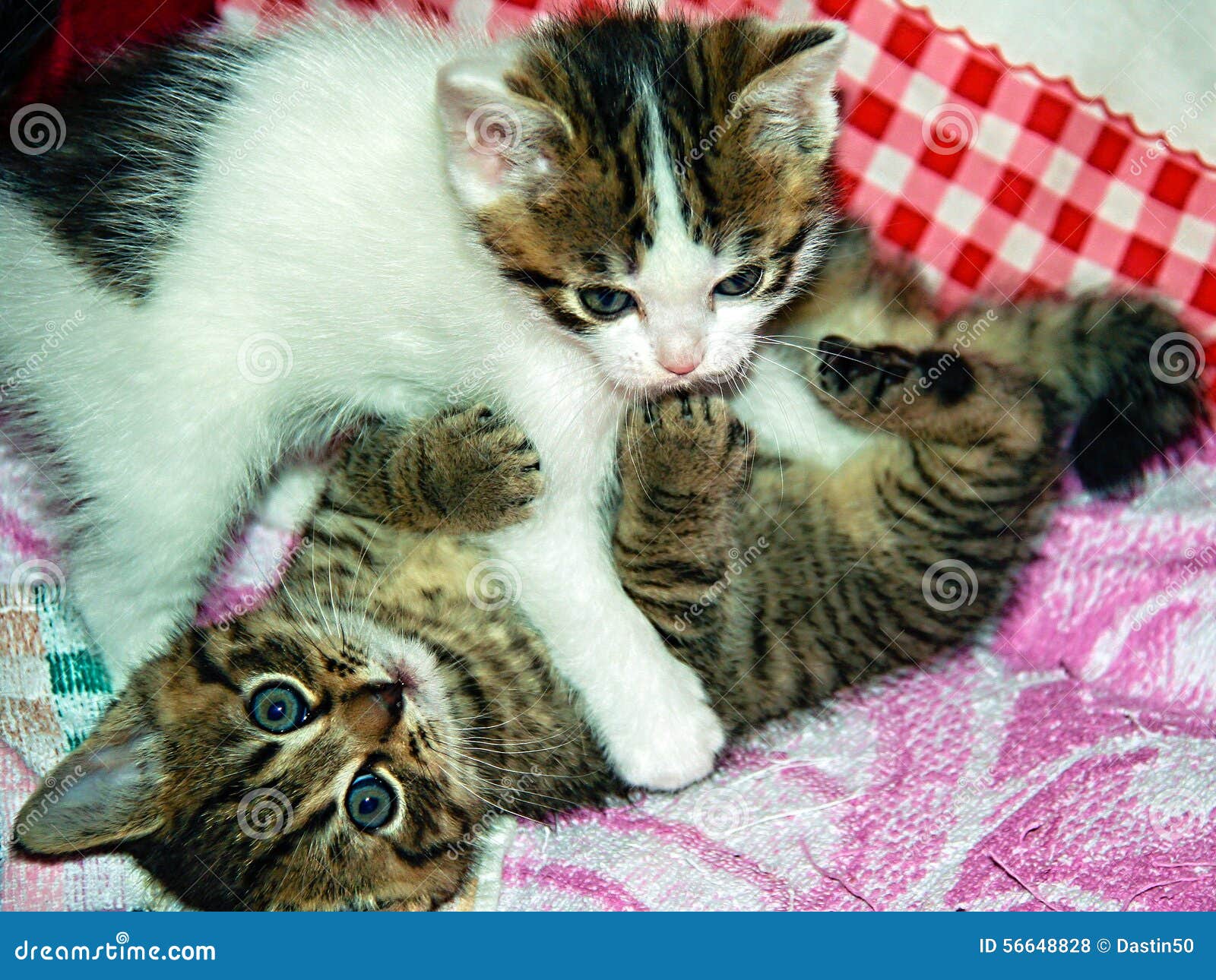 Playing Kittens stock photo. Image of tabby, kittens - 56648828