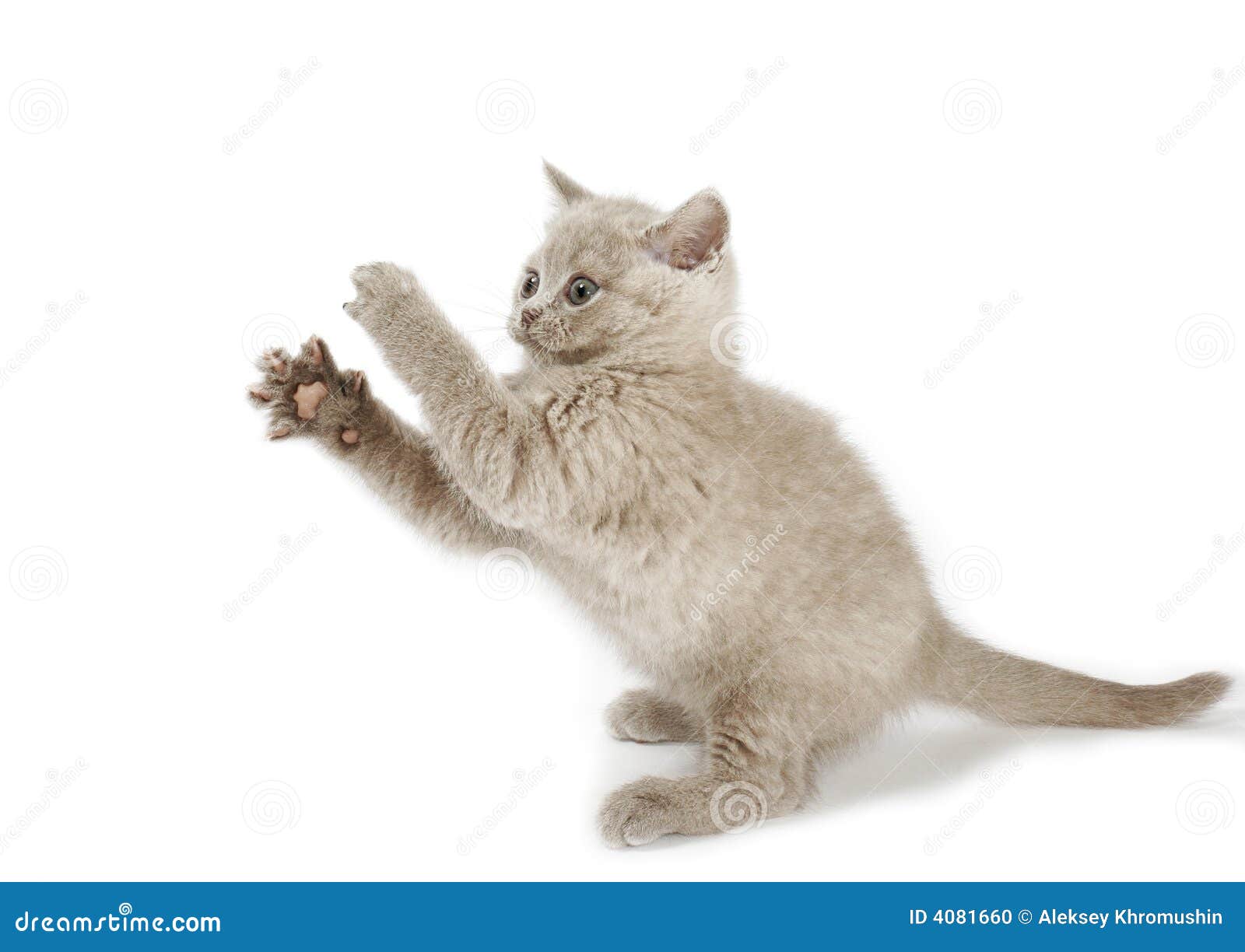 Playing kitty stock photo. Image of pets, investigate - 4081660