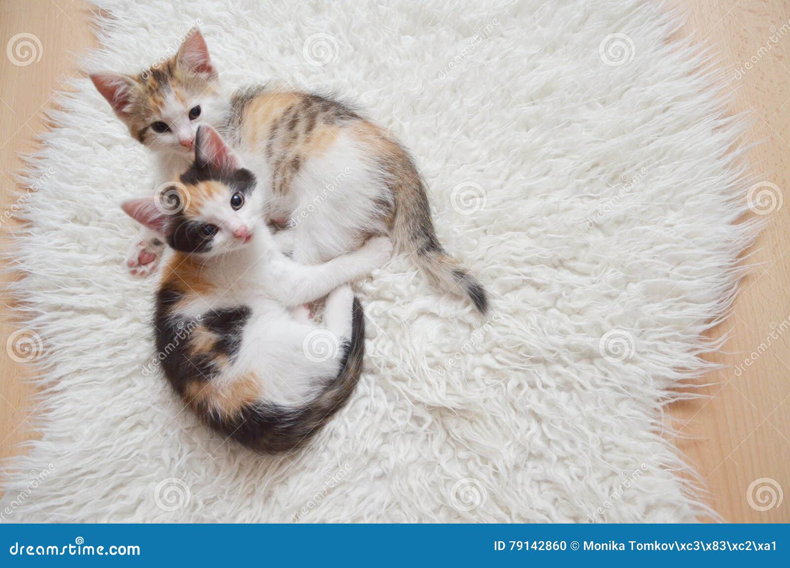 Playing kitty stock photo. Image of cats, play, kitty - 79142860