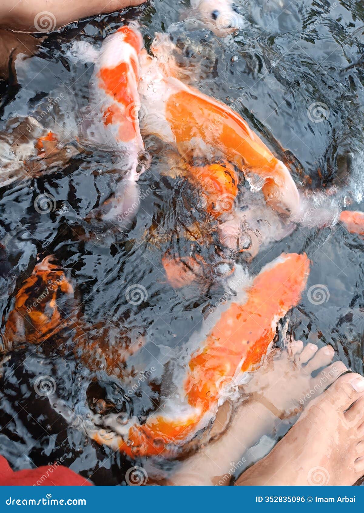 Playing with koy fish stock photo. Image of pond, fish - 352835096
