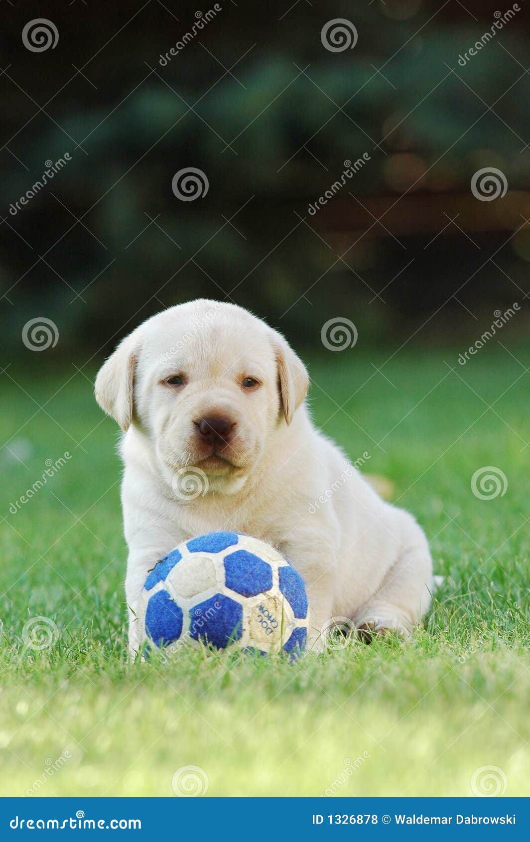 Playing labrador stock photo. Image of veterinary, watching - 1326878