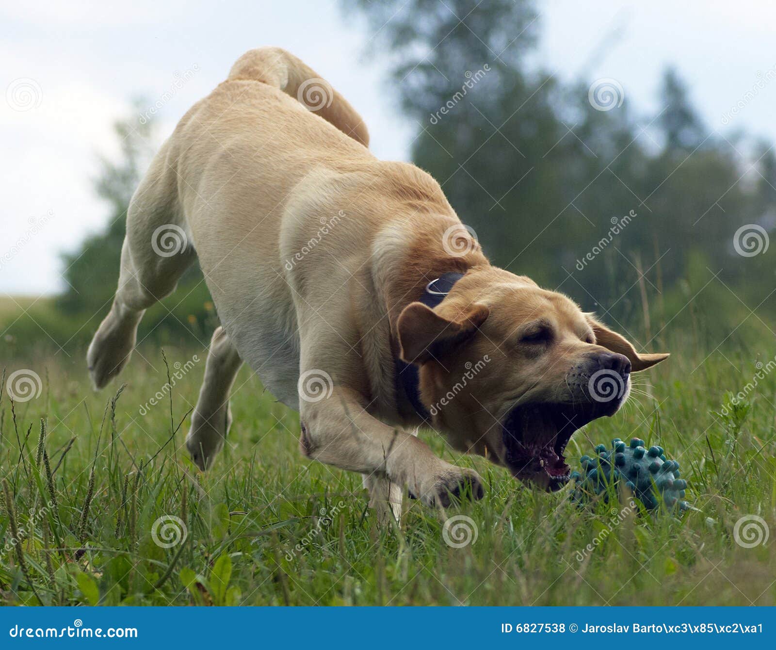 Playing Labrador stock photo. Image of green, detail, ball - 6827538