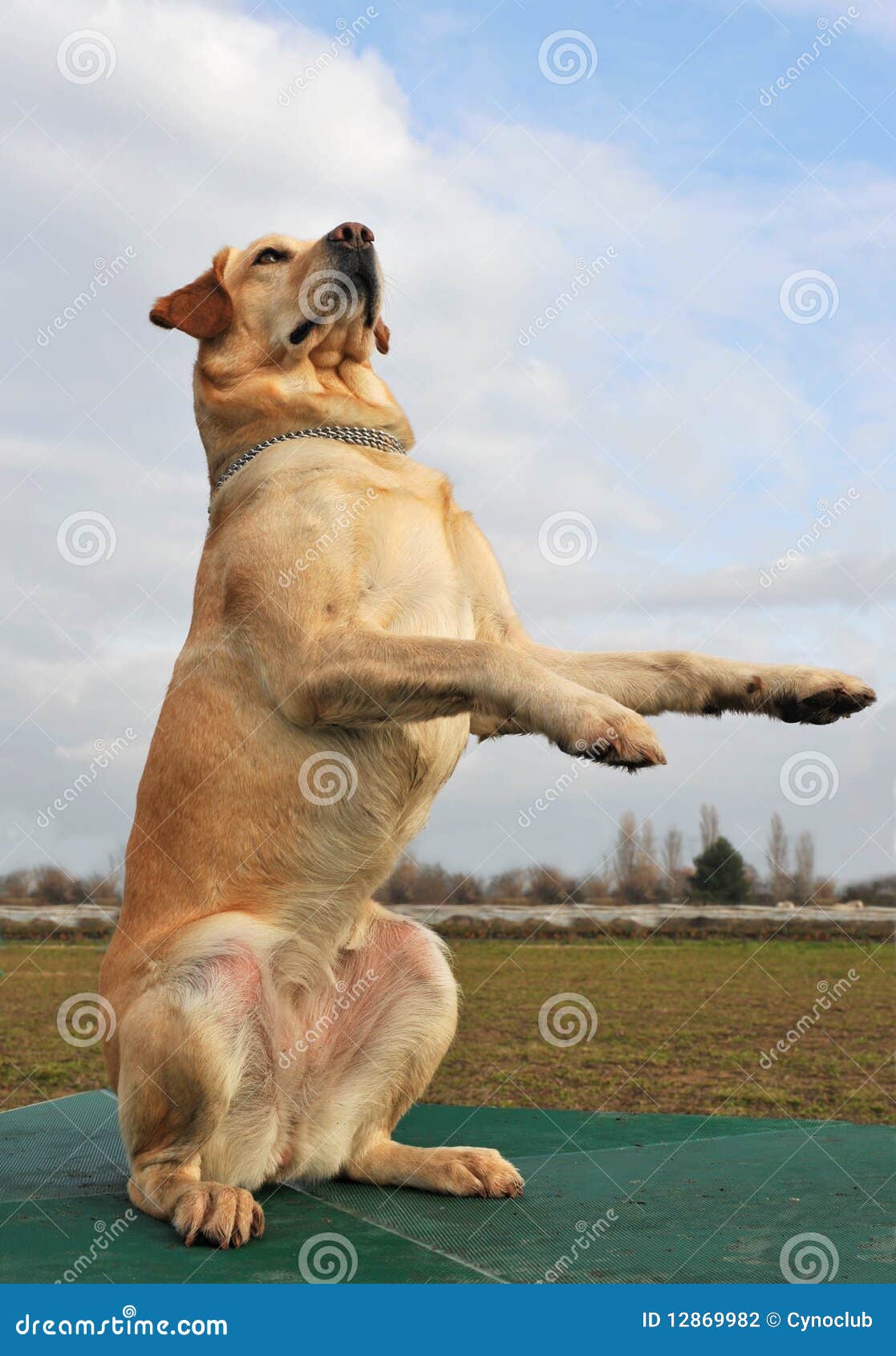 Playing labrador retriever stock photo. Image of cool - 12869982