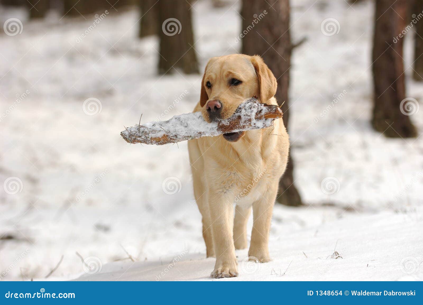 Playing labrador in snow stock photo. Image of play, labrador - 1348654