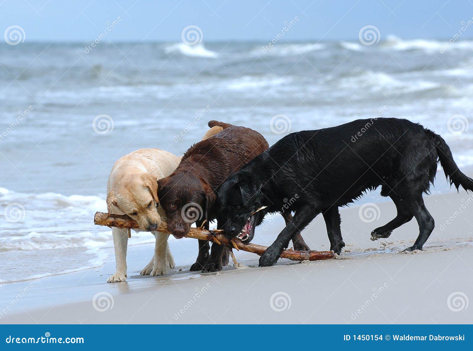 Playing labradors stock photo. Image of animal, watching - 1450154