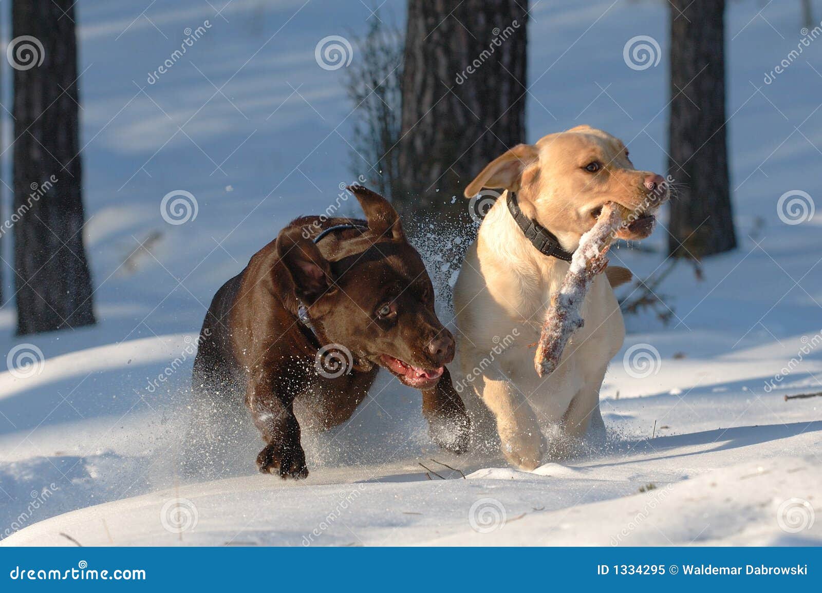 Playing labs stock image. Image of retriever, labrador - 1334295