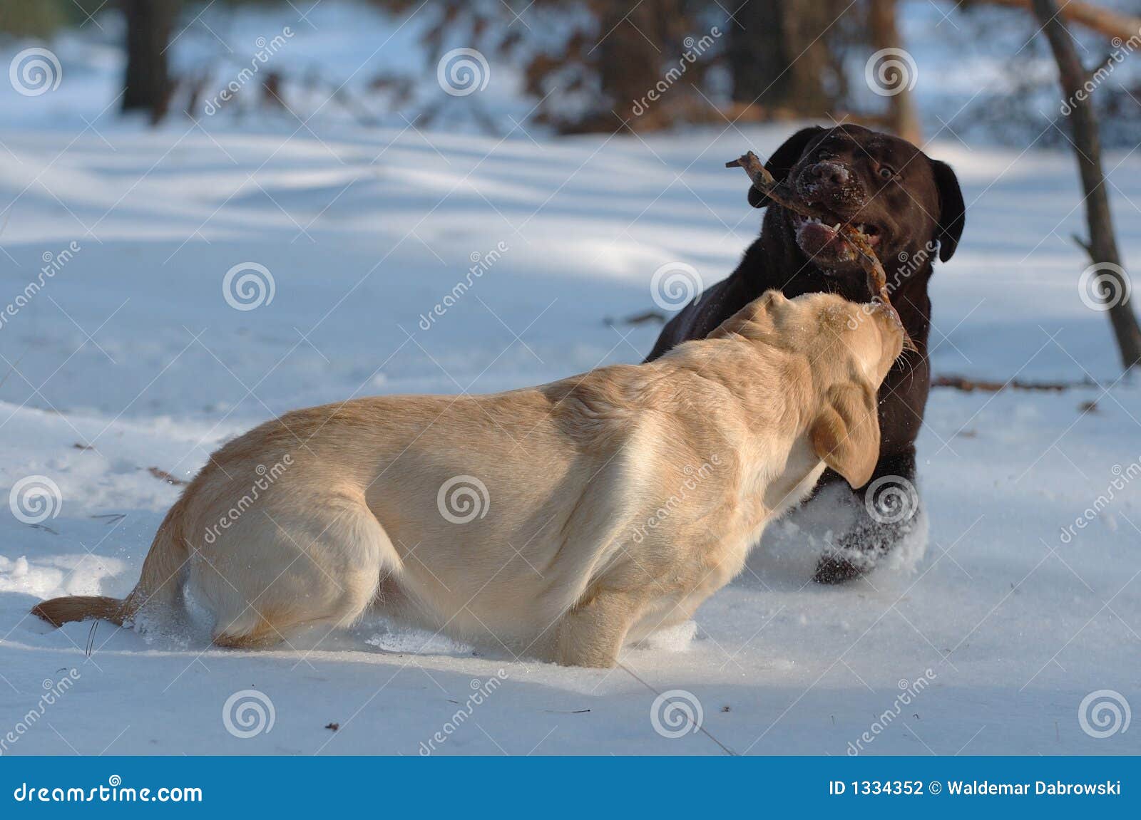 Playing labs stock photo. Image of animal, yellow, labrador - 1334352
