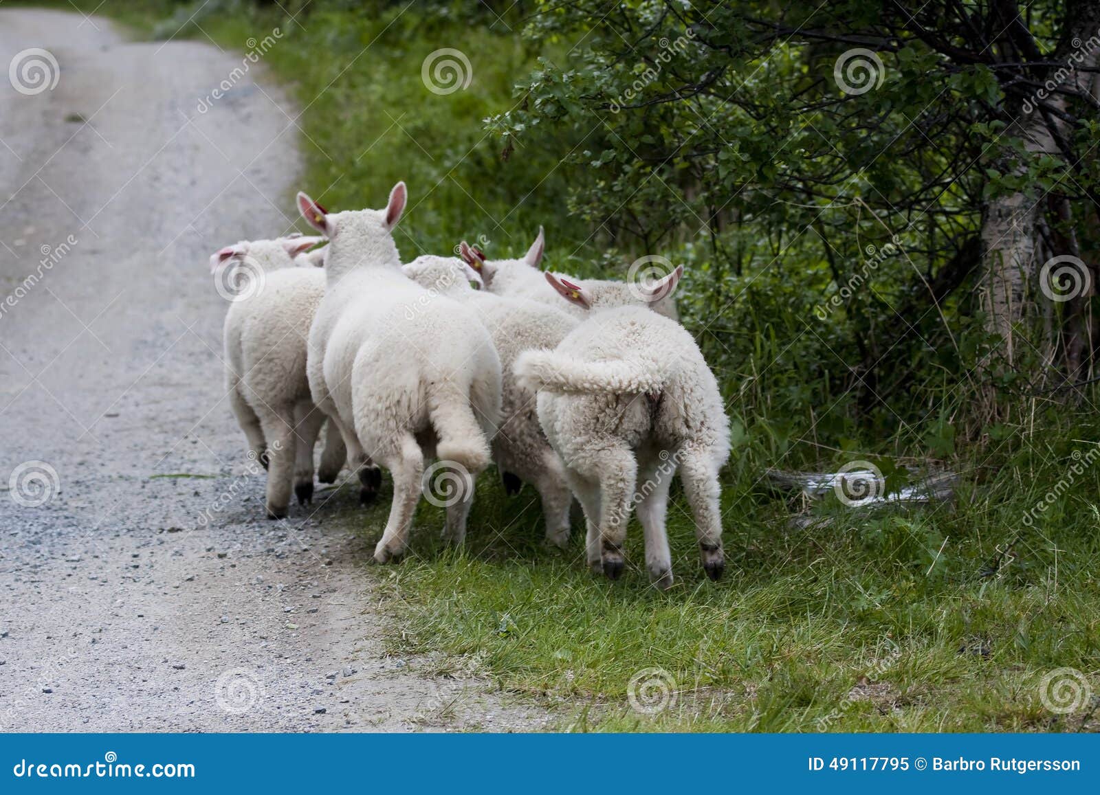 Playing lambs stock image. Image of rural, farm, youngster - 49117795