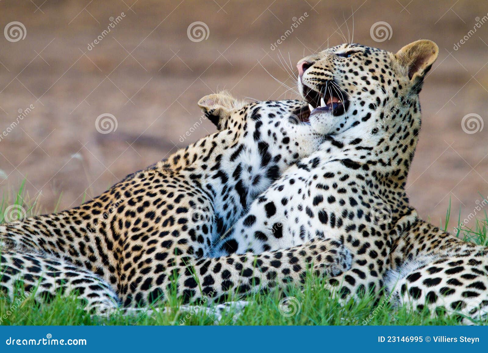 Playing leopards stock image. Image of five, nature, playing - 23146995