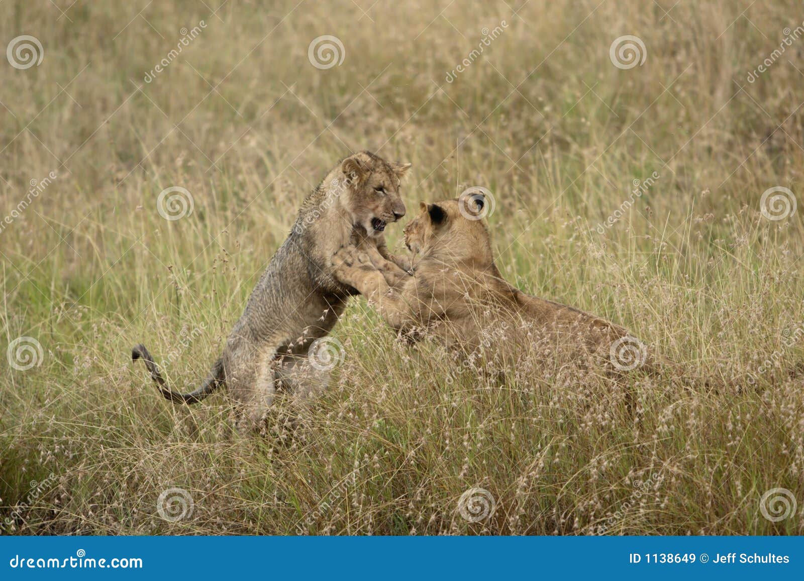 Playing Lions stock image. Image of playing, africa, brothers - 1138649