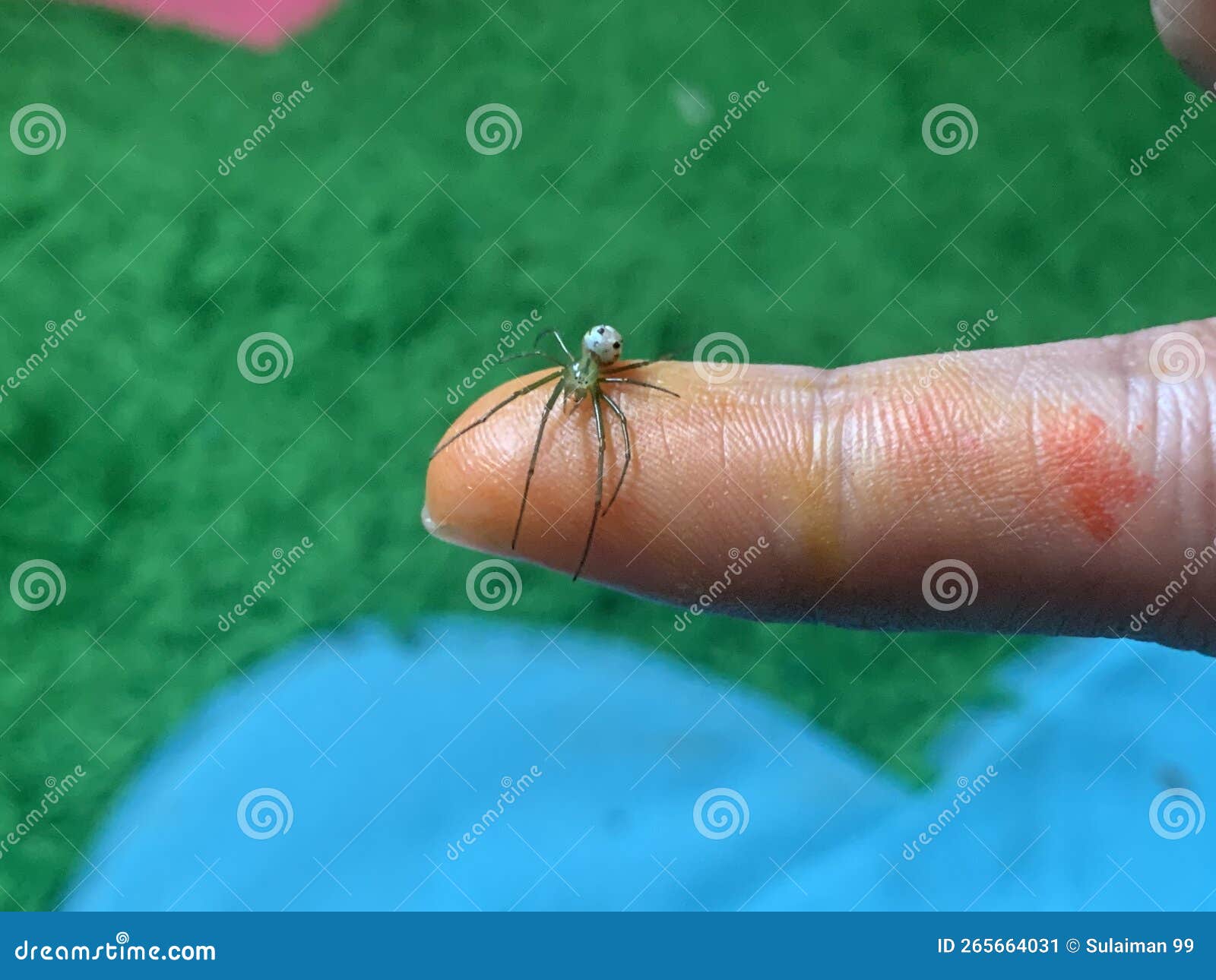 Playing Little spider stock image. Image of spider, playing - 265664031