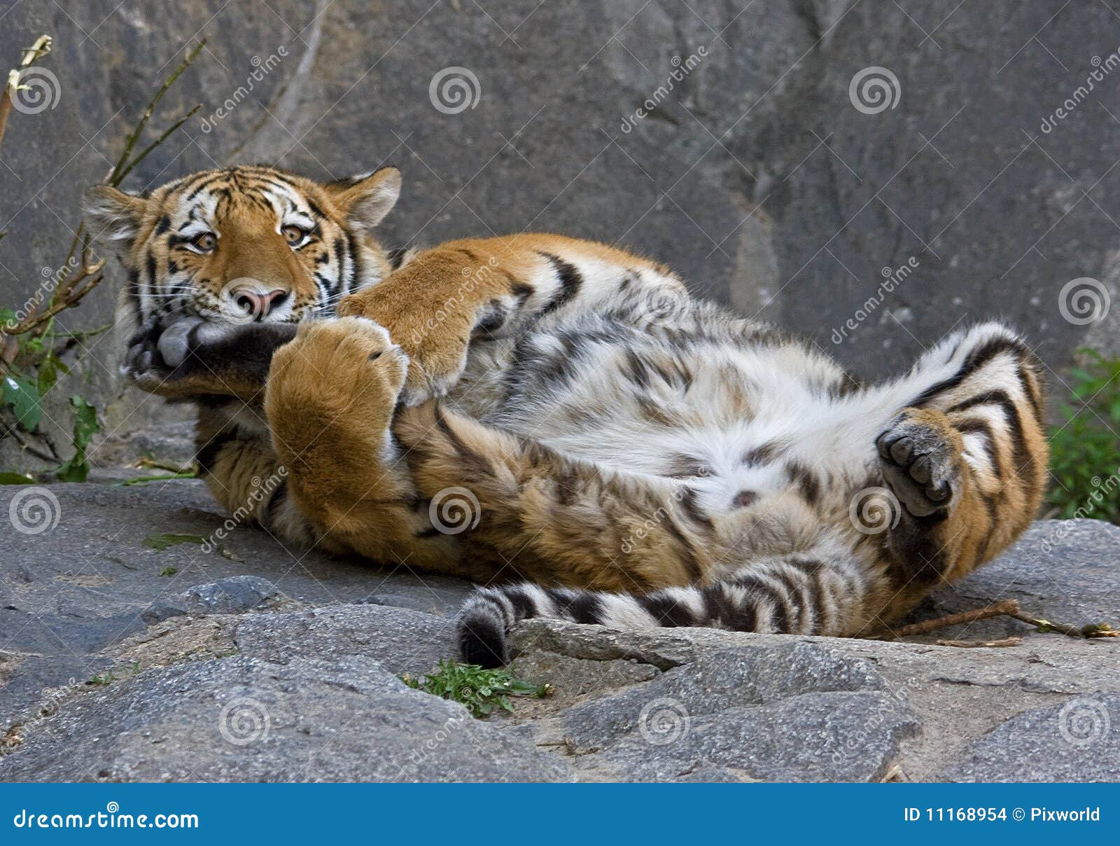 Playing little tiger stock photo. Image of contact, claws - 11168954