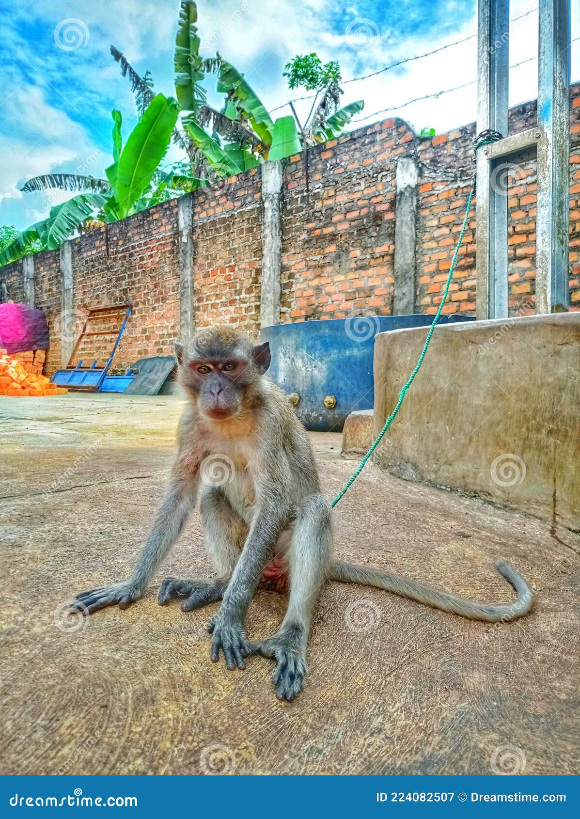 Playing with Monkey stock image. Image of mammal, wildlife - 224082507