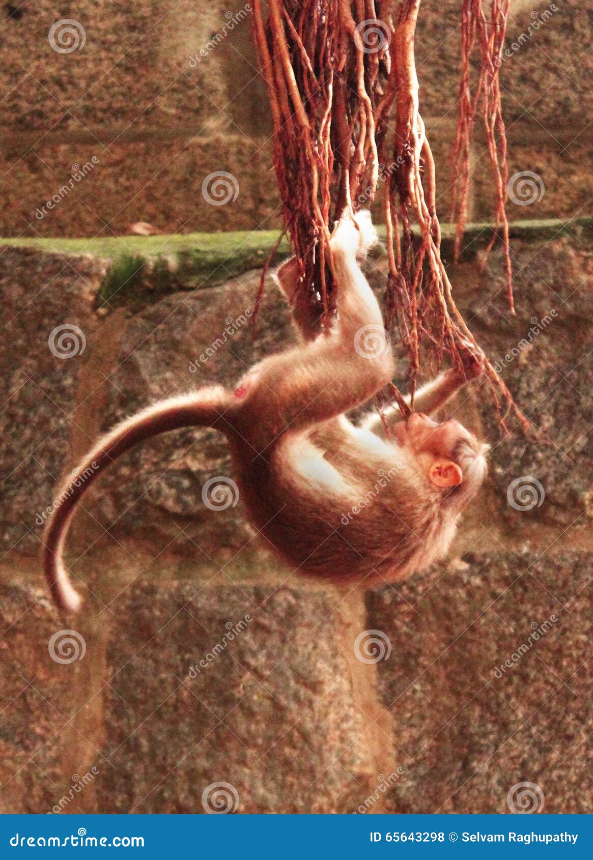 Playing monkey stock photo. Image of adorable, innocent - 65643298