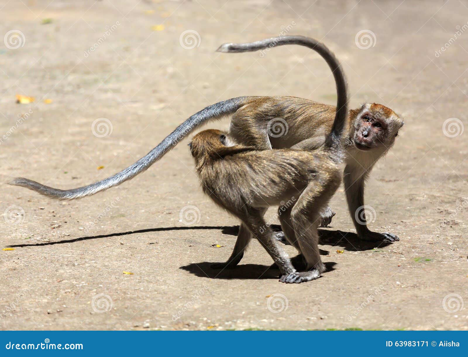 Playing Monkeys on the Ground Stock Image - Image of curious, primate ...