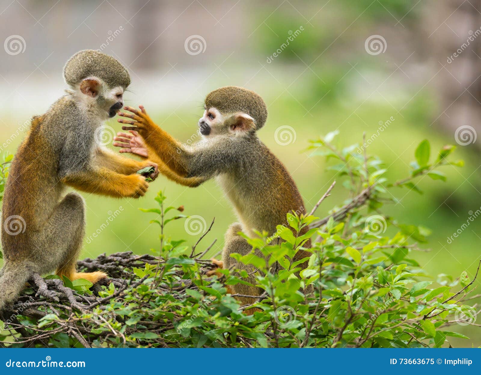 Playing monkeys stock image. Image of eyes, orangutan - 73663675