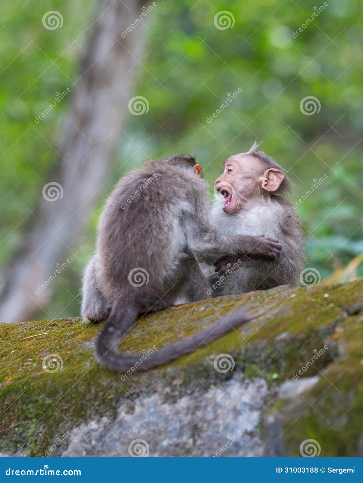 Playing monkeys stock photo. Image of tail, jungle, wildlife - 31003188