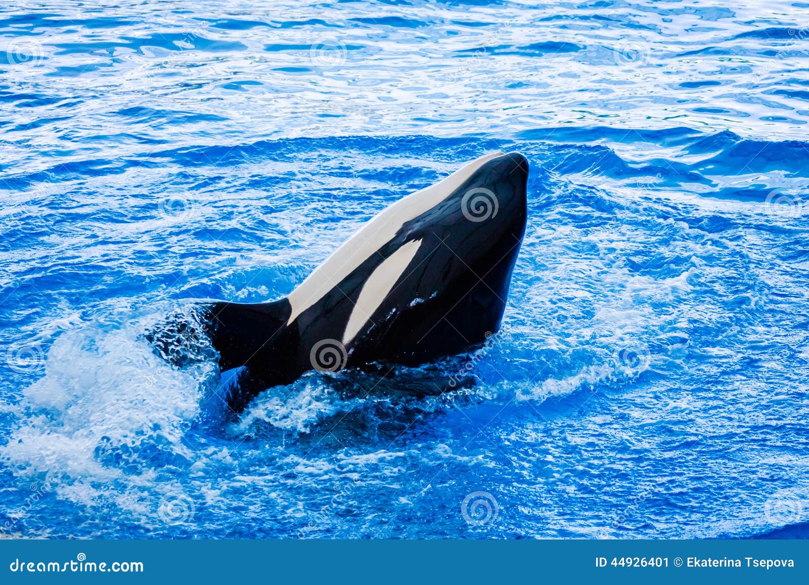 Playing orca stock image. Image of close, ocean, mammals - 44926401
