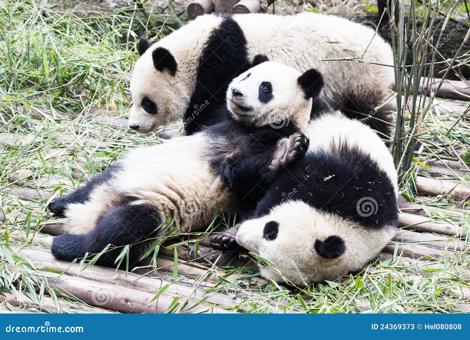 Playing Panda Bears stock image. Image of asia, playing - 24369373