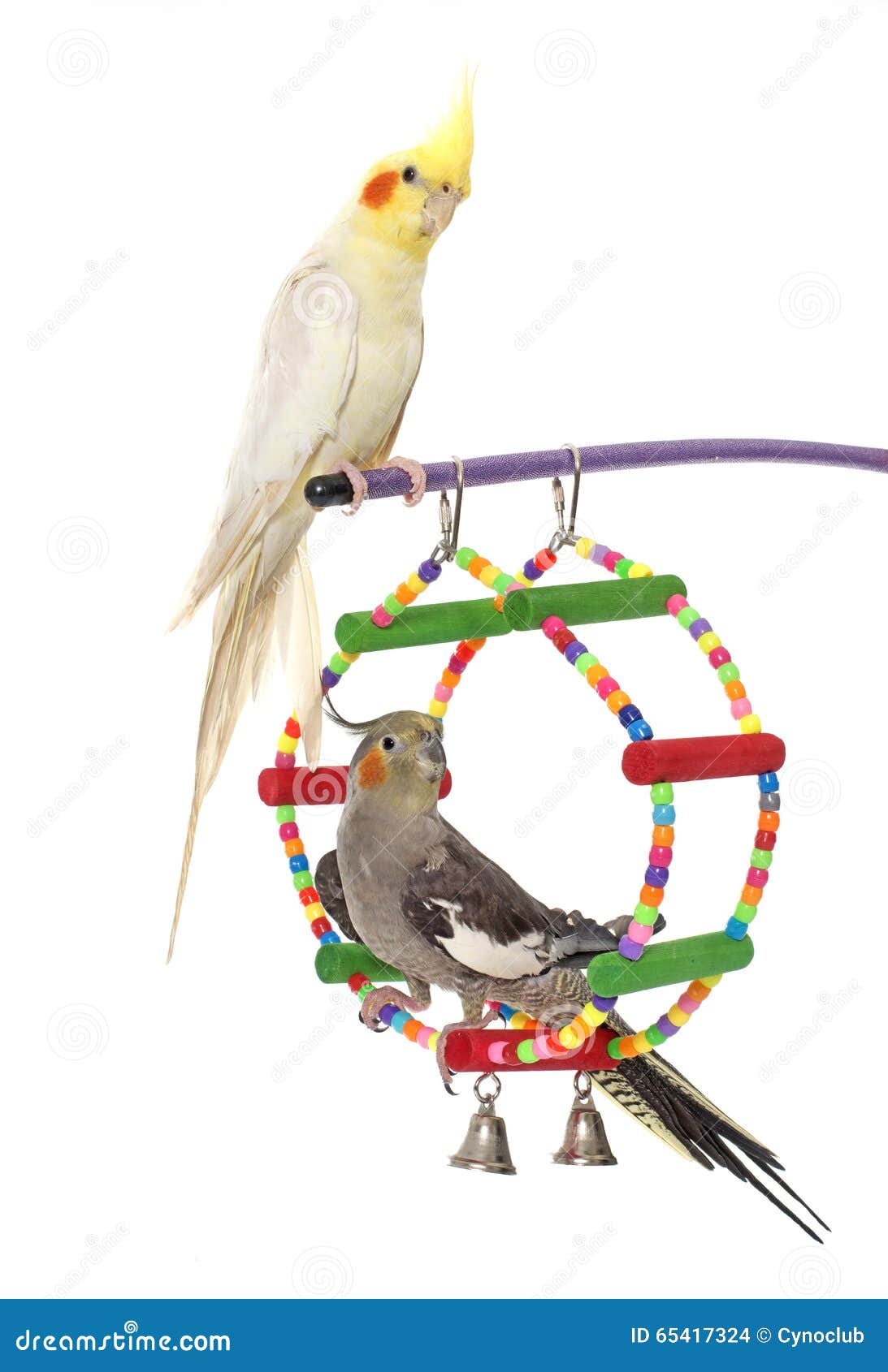 Playing Parakeet and Cockatiel Stock Photo - Image of area, common ...